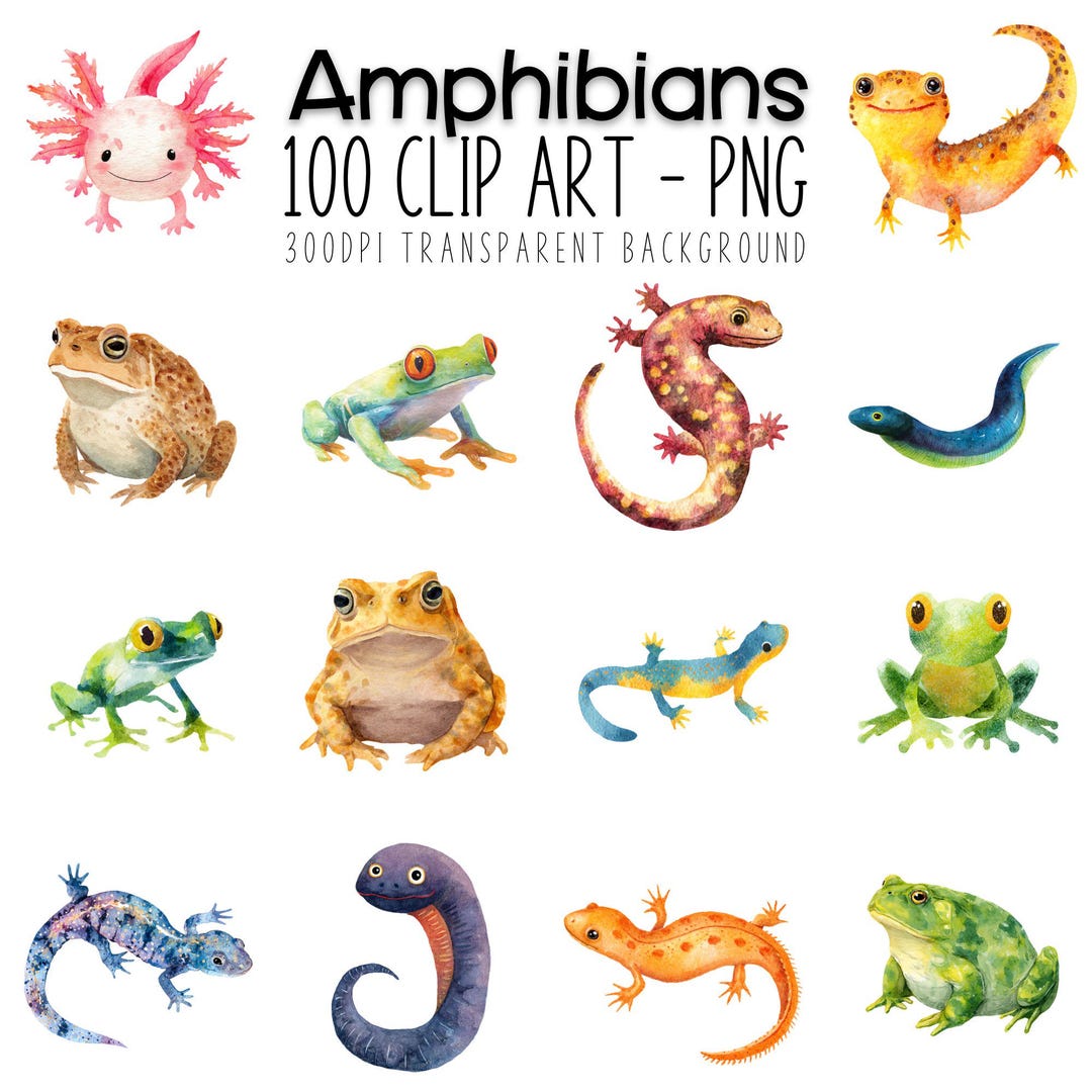 Amphibian Clipart Bundle PNG - Watercolor Frogs, Salamanders, Toads ...