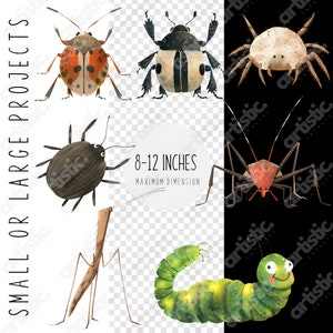 Watercolor Bugs Clipart Bundle: Insect PNG Graphics (digital Download ...
