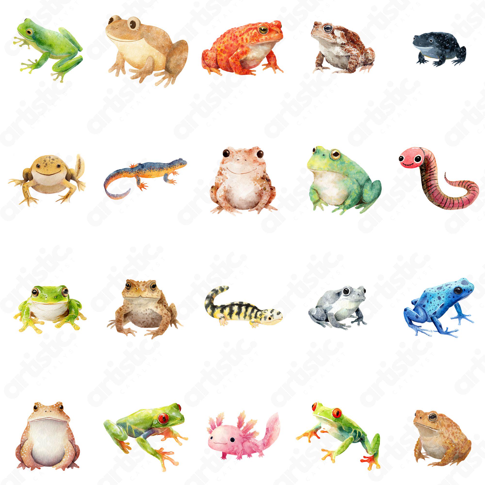 Watercolor Amphibian Clipart Bundle: Frog, Toad, Salamander Pngs - Etsy UK