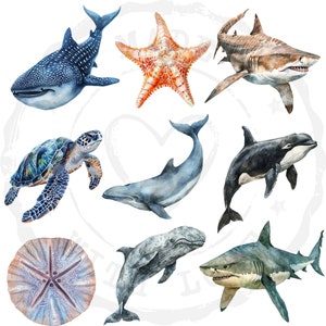 Under the Sea Clipart Bundle Watercolor Sea Life, Dolphin, Sea Turtle ...