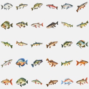 Fish Clipart Collection: 106 Watercolor PNG Images (digital Download ...