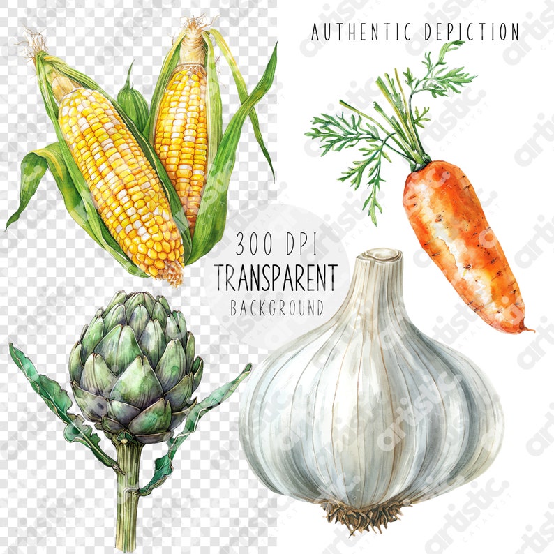 Watercolor Vegetable Clipart Set: 160 PNG Images (digital Download) - Etsy