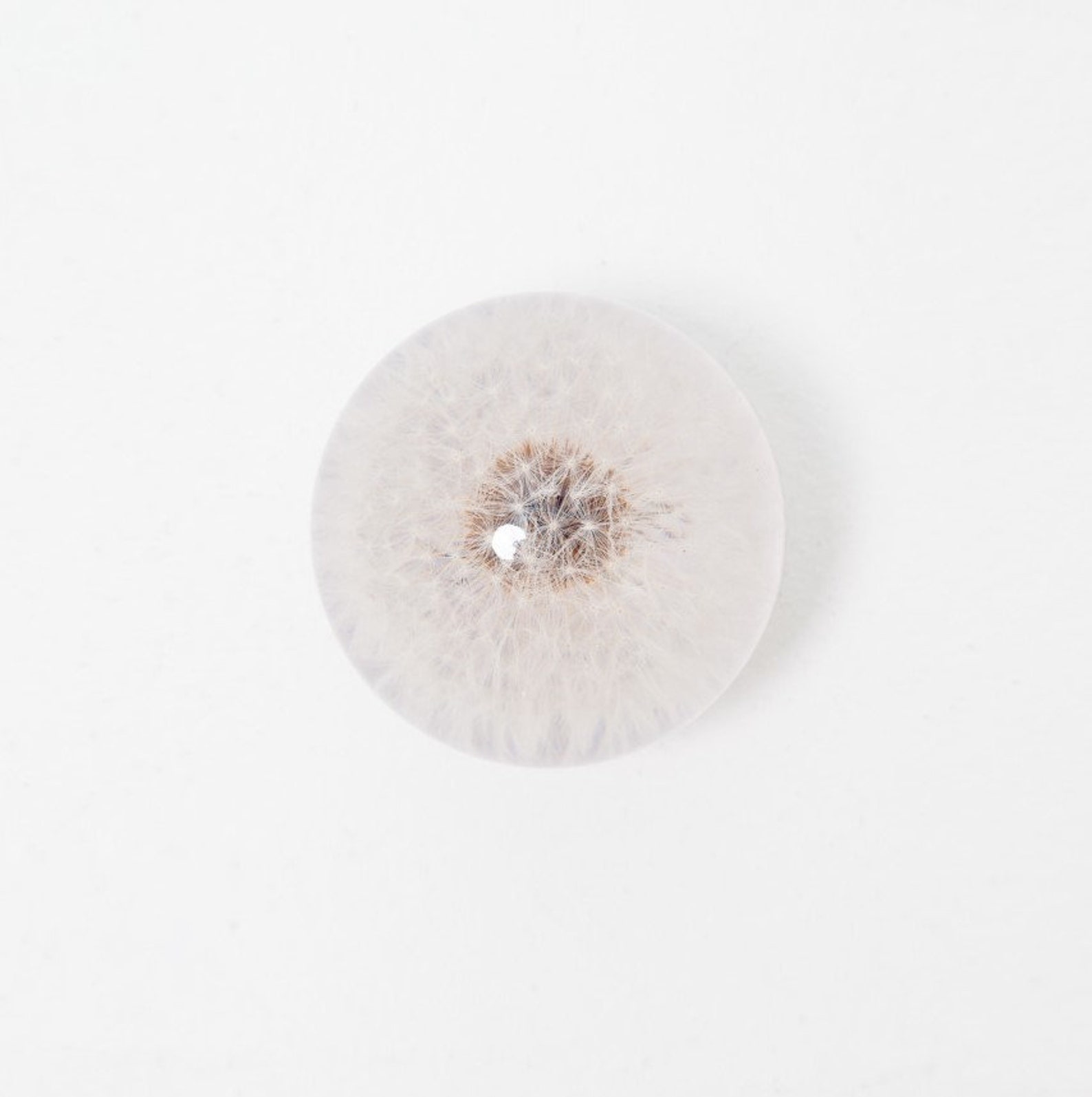 Dandelion Paperweight Made From a Real Dandelion Seed Puff. - Etsy