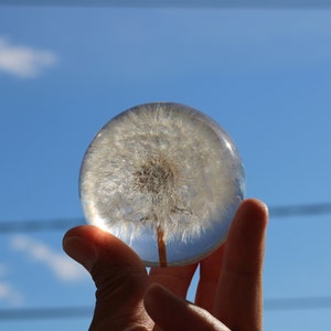 Dandelion Paperweight | Made From a Real Dandelion Seed Puff. | Office ...