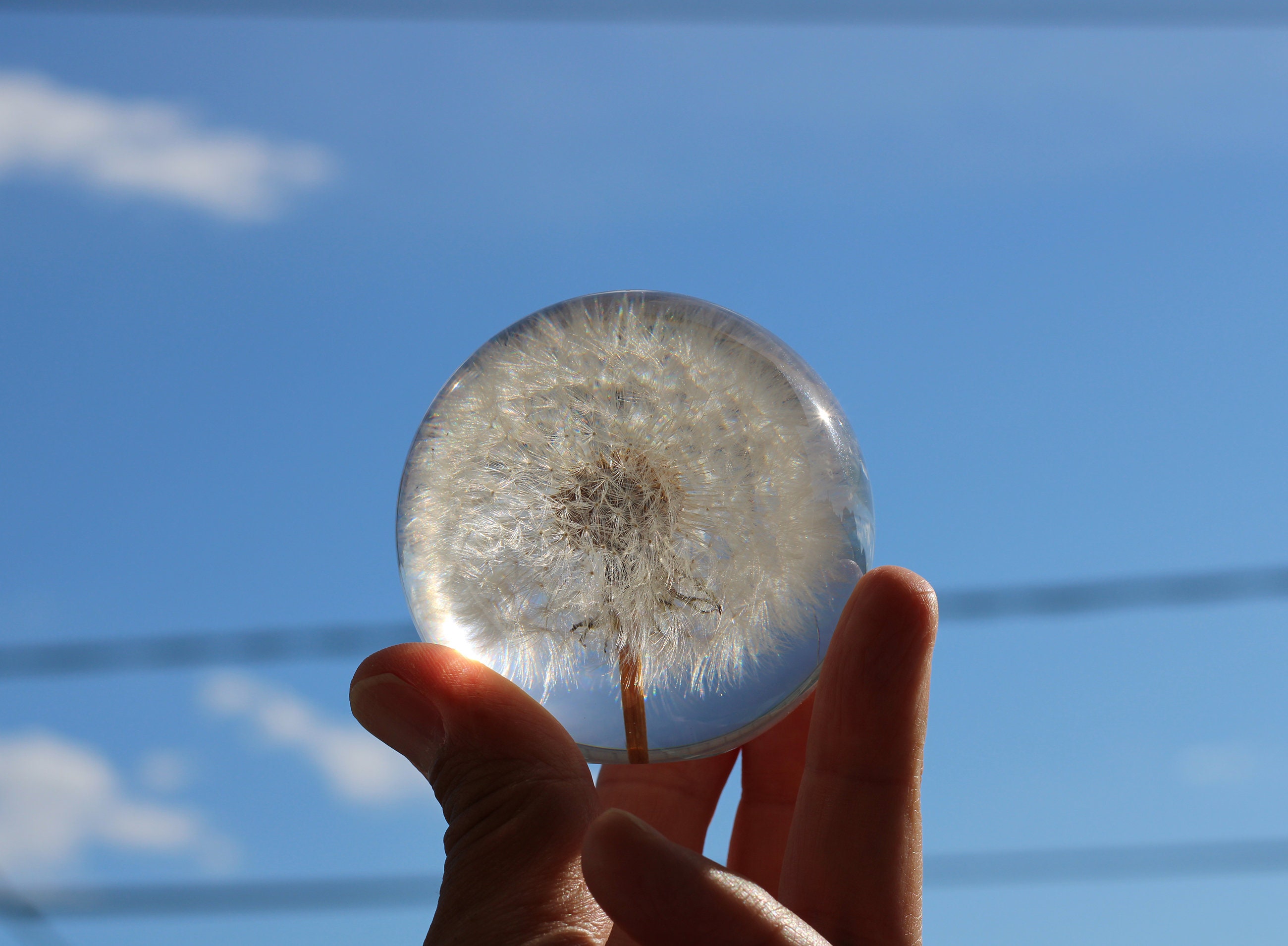 Dandelion Paperweight Made From a Real Dandelion Seed Puff. - Etsy