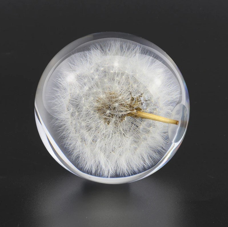 Dandelion Paperweight Made From a Real Dandelion Seed Puff. Office ...