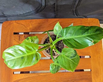 Variegated Philodendron Ruaysap Marble Rare Aroid Plant - Etsy