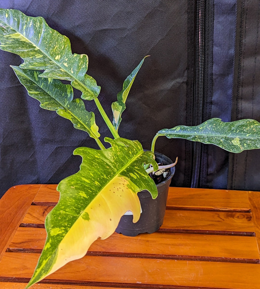 Philodendron Ring of Fire Plant Unique Indoor Greenery - Etsy