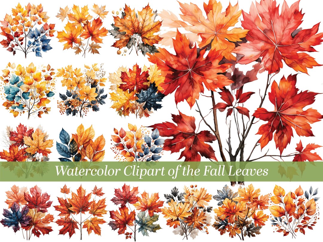 Watercolor Clipart of the Beautiful Fall Leaves. Autumn Colors - Etsy