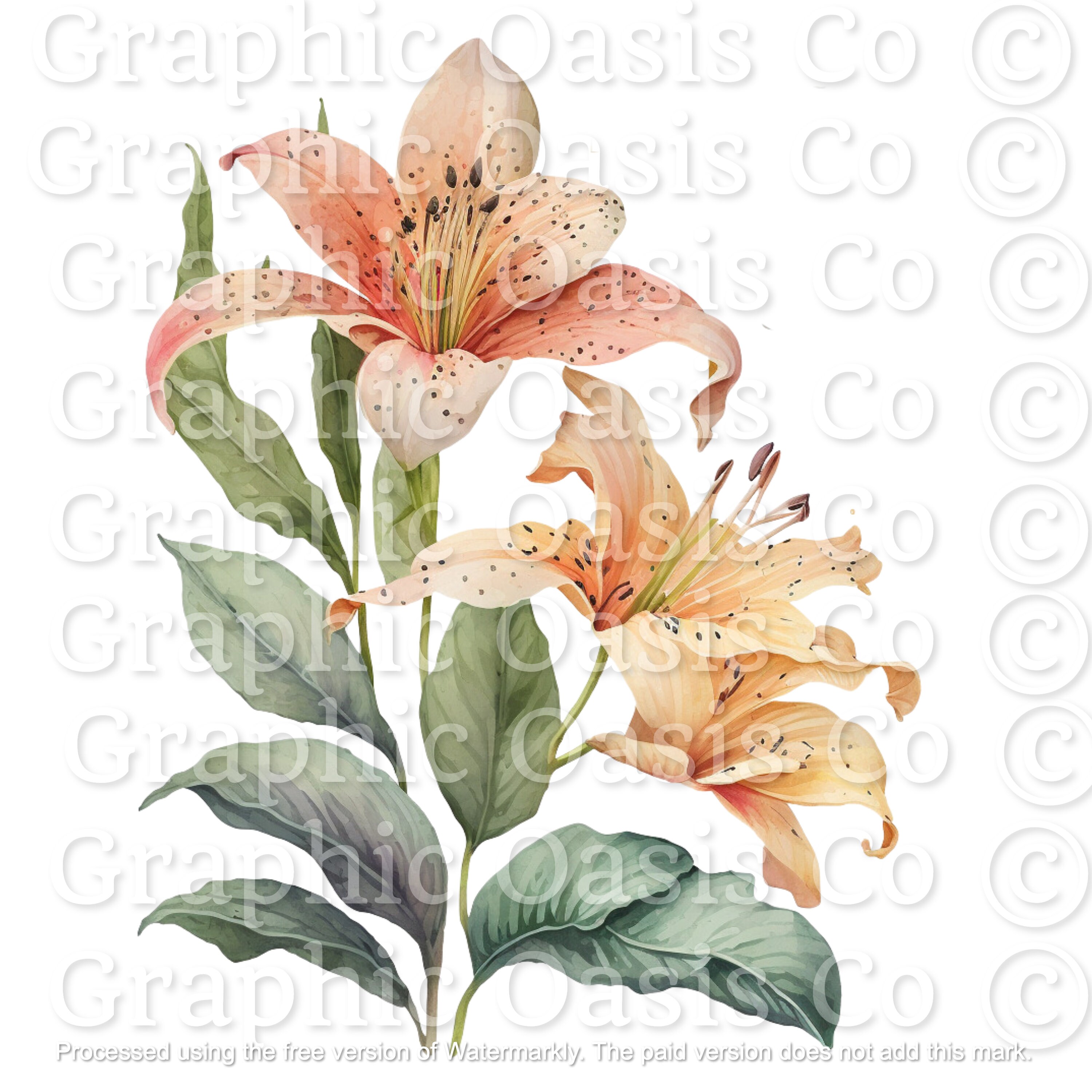Lily Watercolor Clipart - Etsy