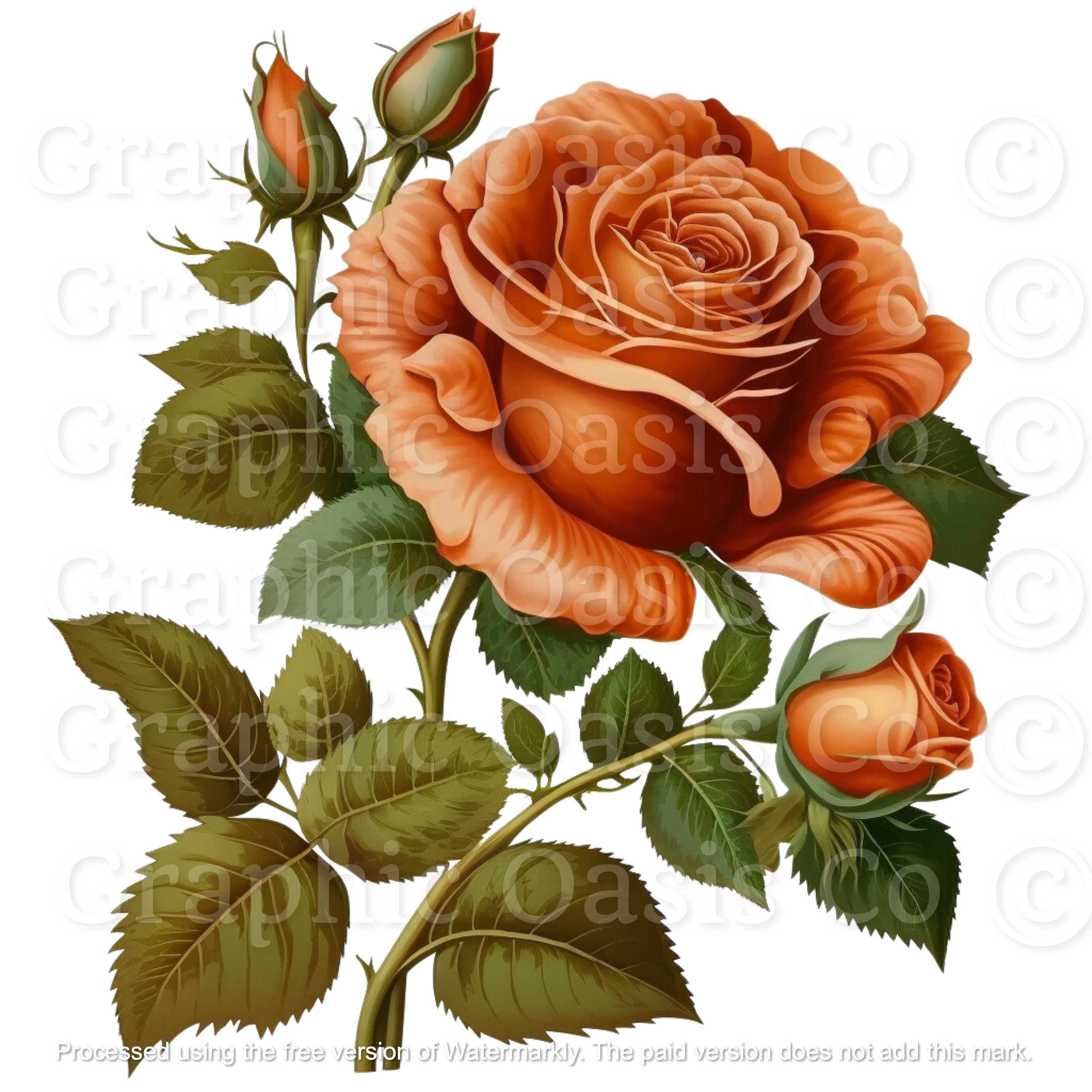 Single Stem Rose Clip Art
