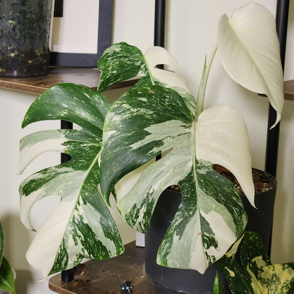 Monstera Albo - Etsy