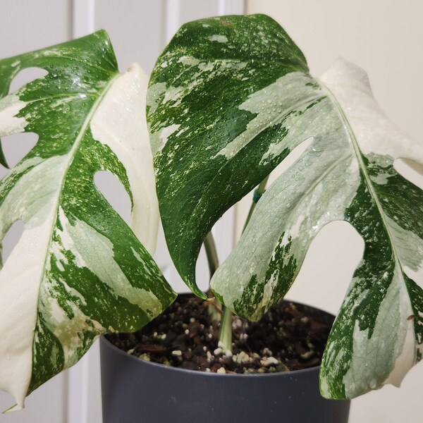 Monstera Albo - Etsy