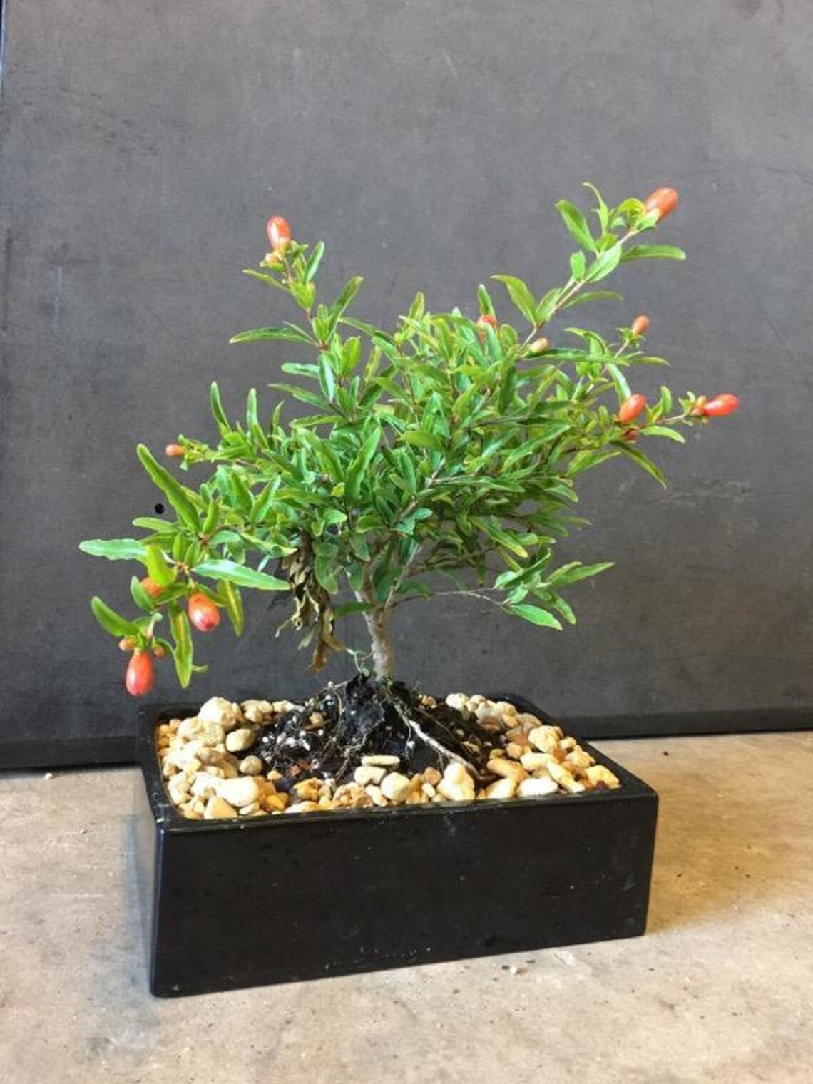 Dwarf Pomegranate Bonsai Tree That Actually Blooms and Produces Mini ...