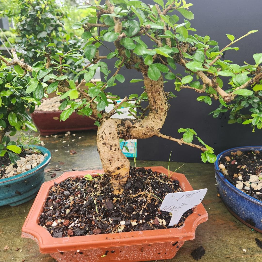 Lousbonsai.com Imported Traditional Fukien Tea Indoor Bonsai Tree ...