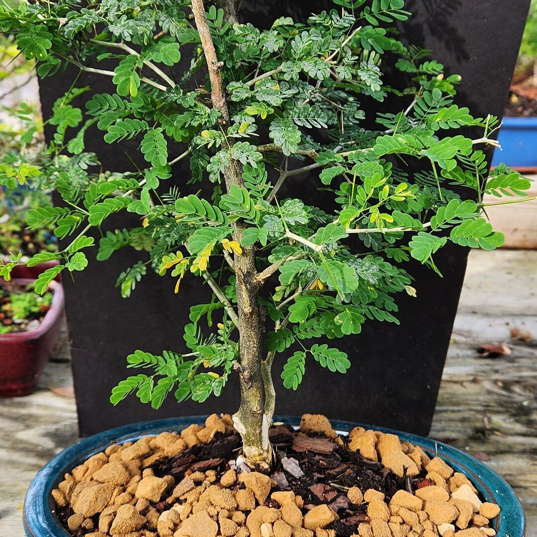 10 Year Old Brazilian Raintree Bonsai Tree Great for Indoors - Etsy