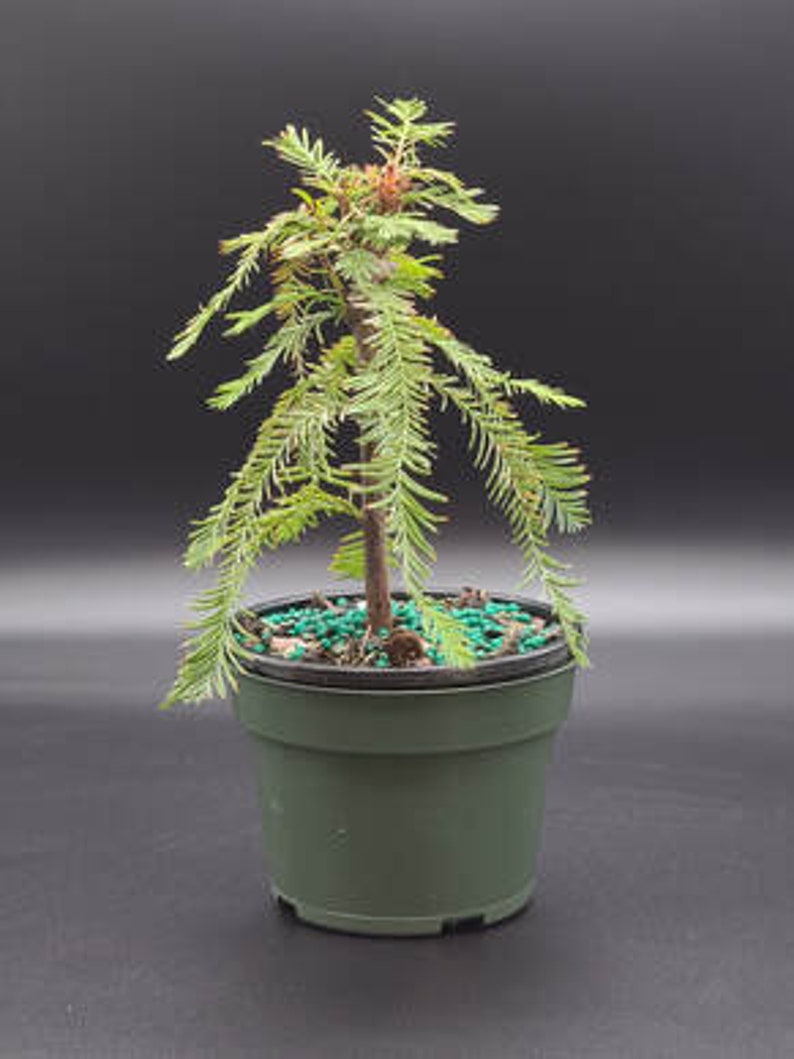 Dwarf Bald Cypress Bonsai Tree In A 6inch Training Pot Great Way To Start Have This Become A