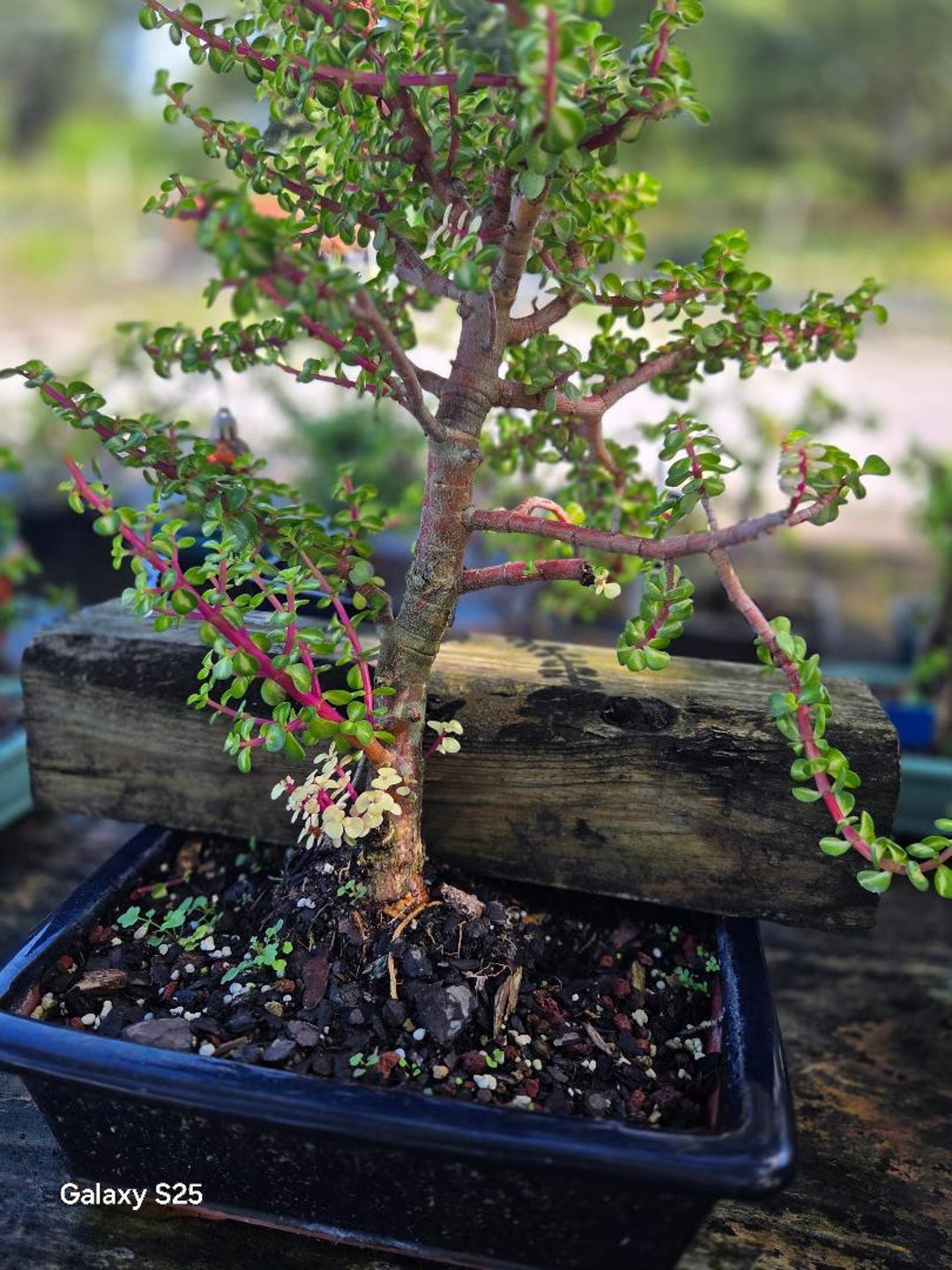 Lousbonsai.com Rare RAINBOW Jade Bonsai Tree. Indoor RARE 14INCHES ...