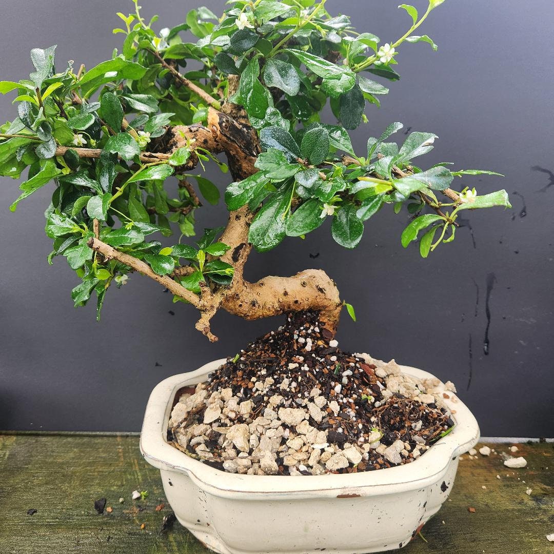 Lousbonsai.com Imported Traditional Fukien Tea Indoor Bonsai Tree ...