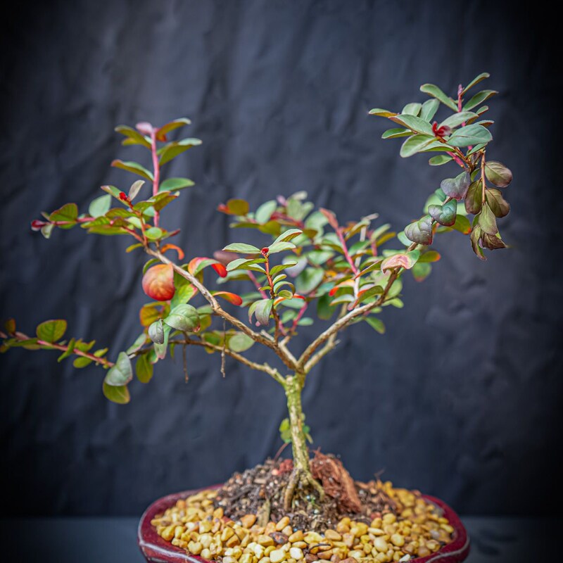 Myrtle Tree - Etsy