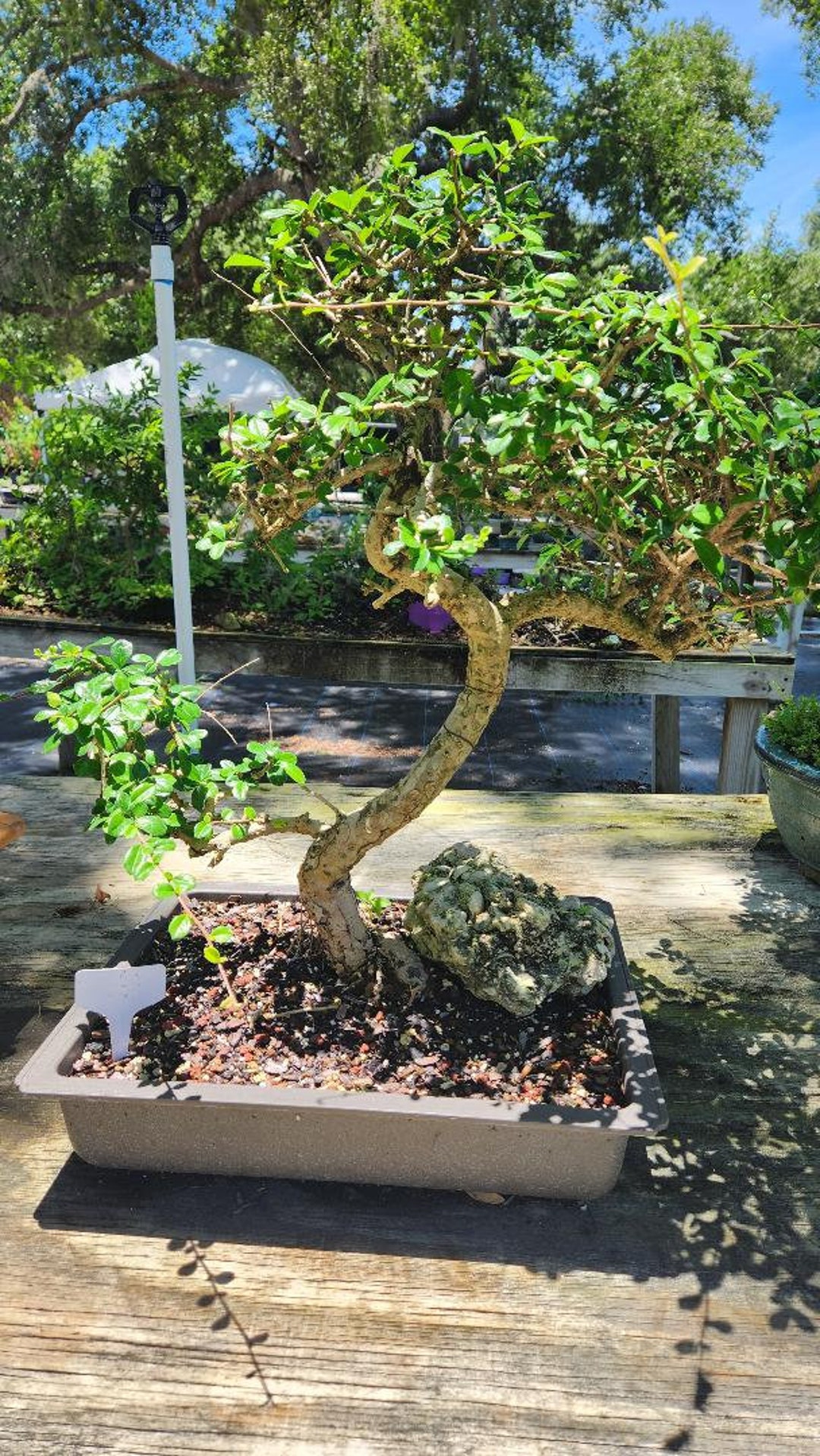 Flowering and Fruiting Fukien Tea Bonsai Tree From China 25yrs - Etsy