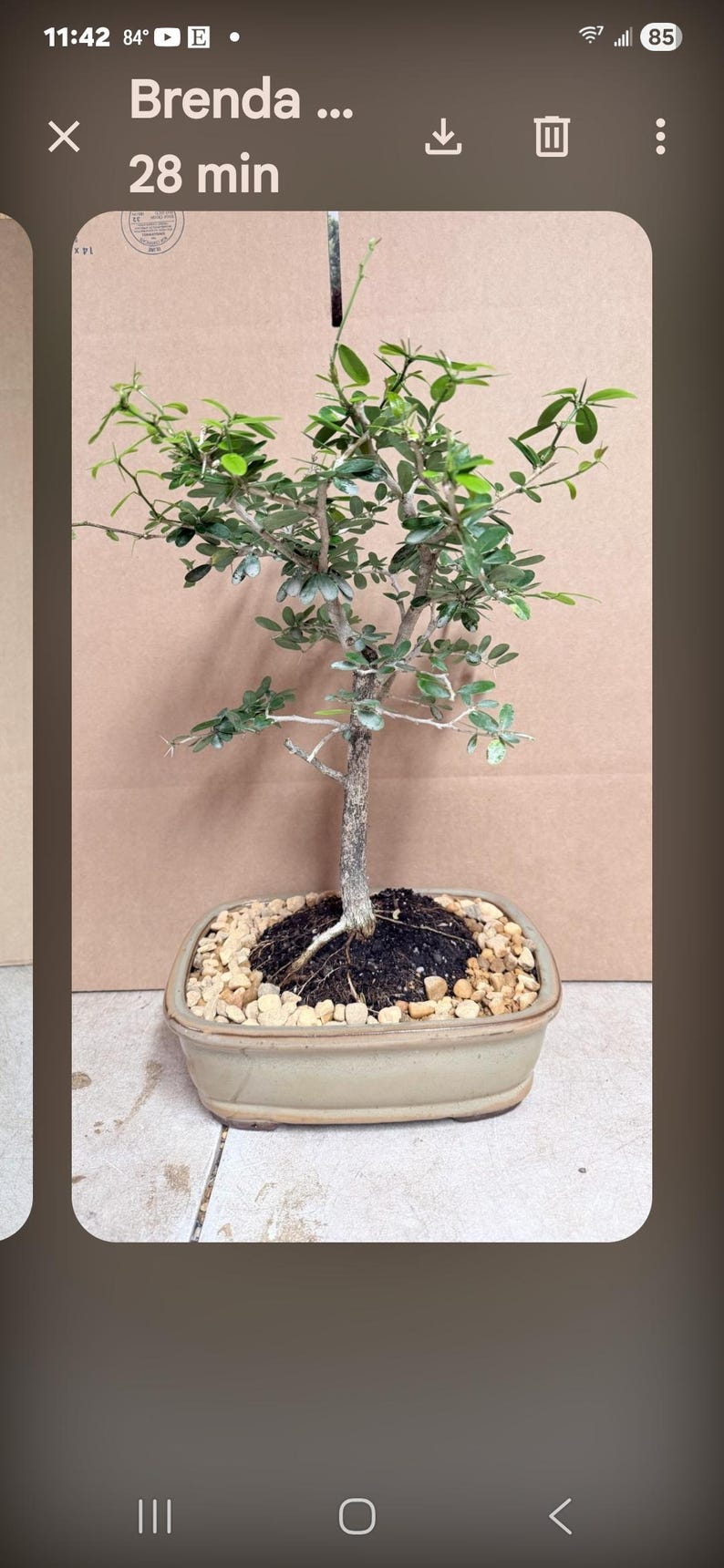Blue Bell Bonsai Tree: Desmond Indoor Plant With Blue Flowers - Etsy