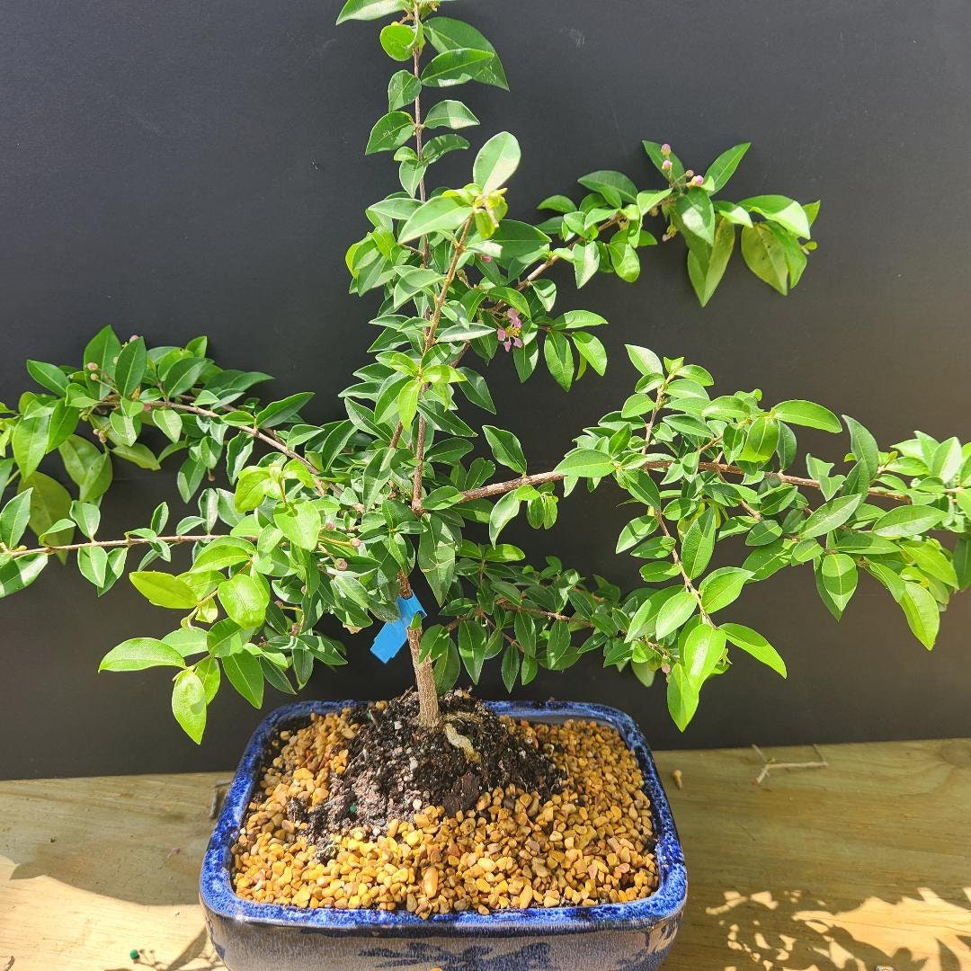 Dwarf Mini Flowering Cherry in 8 Inch Pot. Real Pink and Yellow Blooms ...