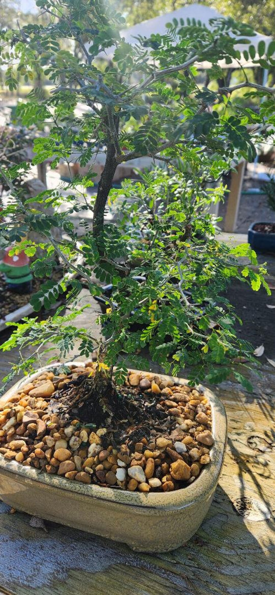 Lousbonsai.com Monster Brazilian Raintree Bonsai. 13yrs Old. - Etsy