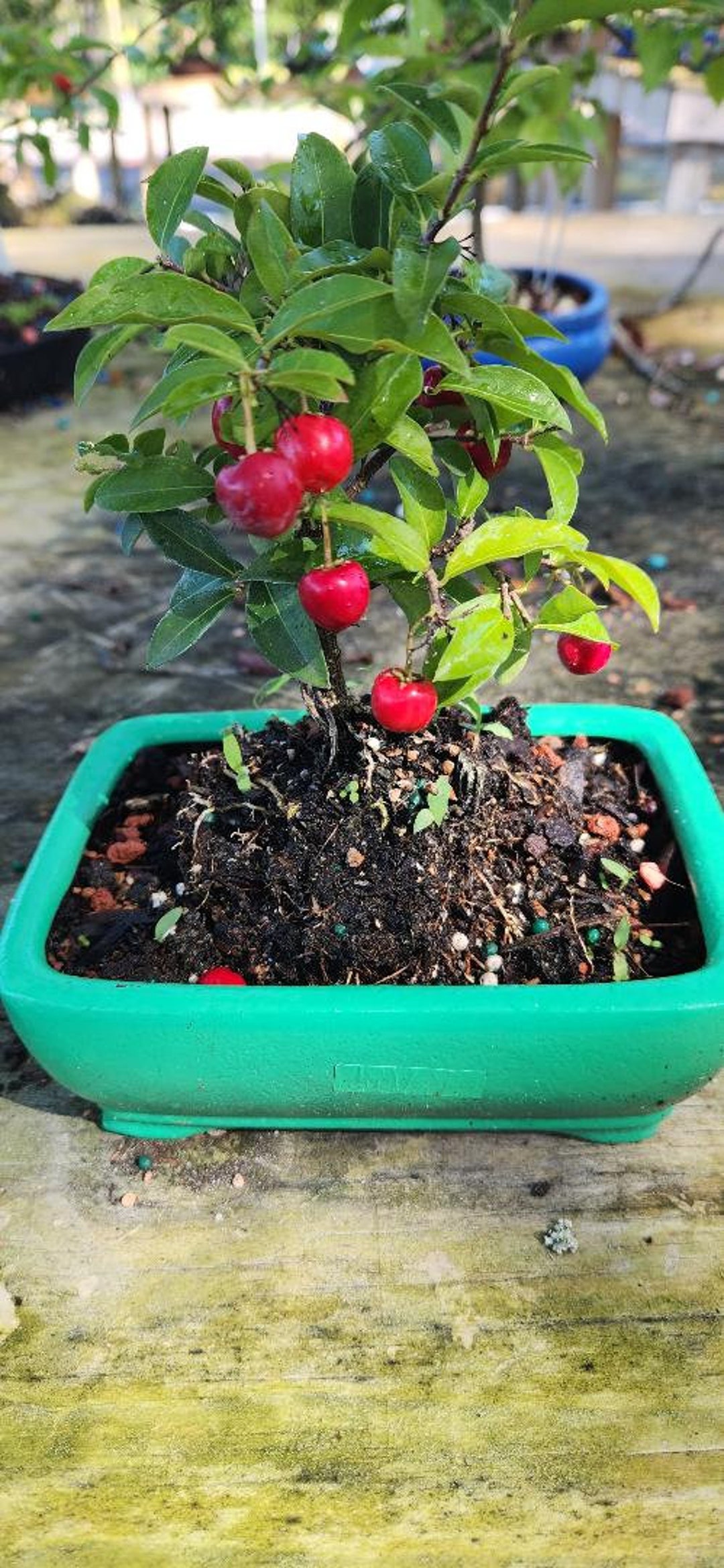 Lousbonsai.com Small Dwarf Flowering and Fruiting Cherry Bonsai Tree ...