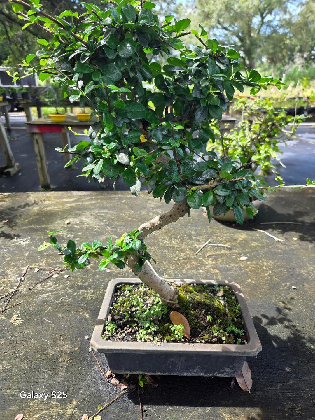 Fukien Tea Bonsai Tree: Indoor Flowers & Fruits - Lousbonsai - 15" Tall ...
