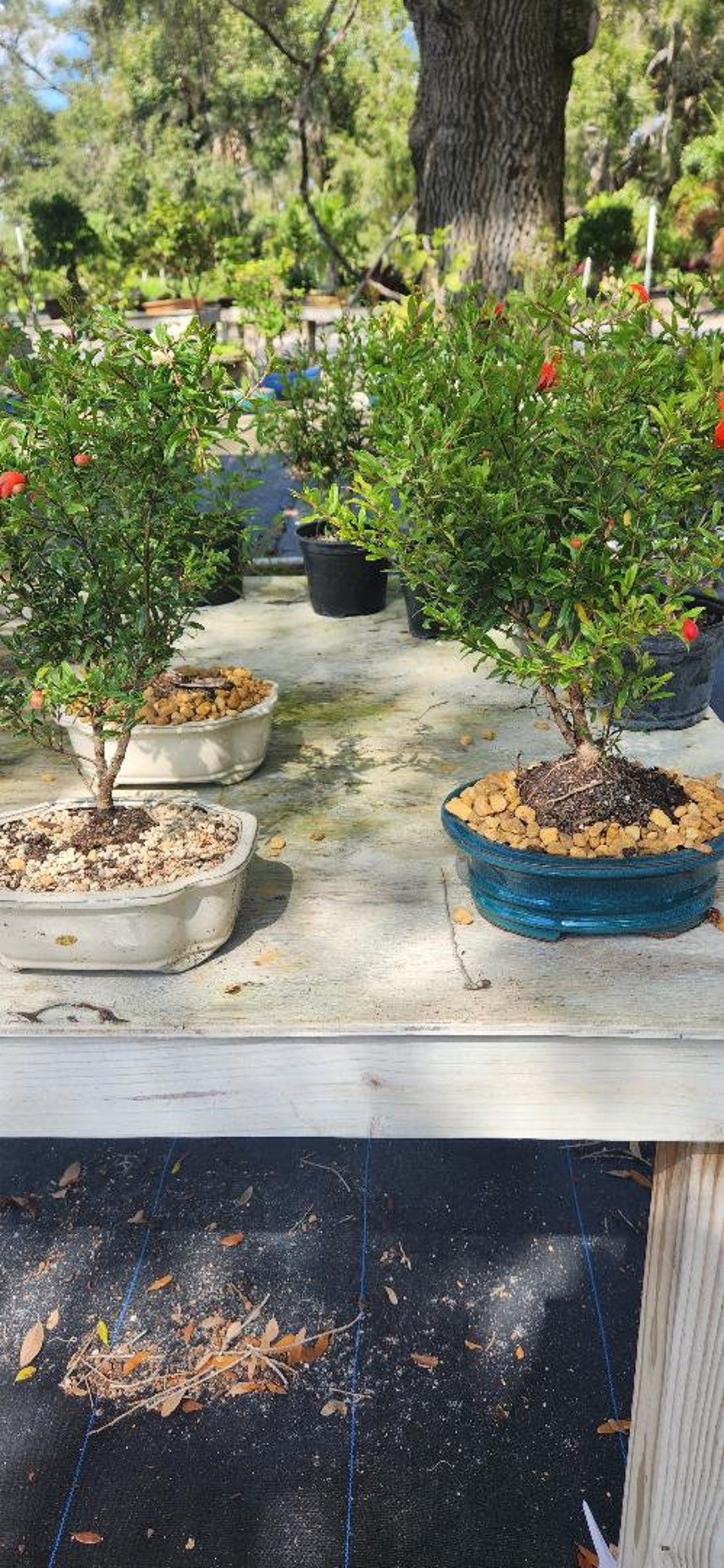 Lousbonsai.com Flowering Fruiting Indoor Dwarf Pomegranate Bonsai Tree ...