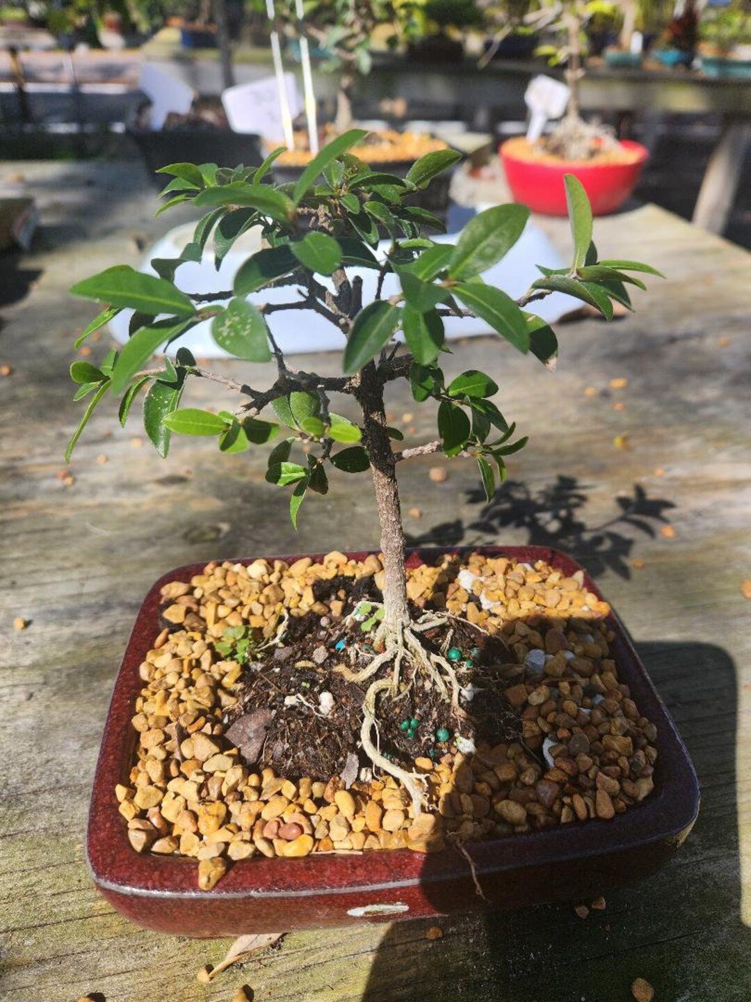 Dwarf Mini Weeping Cherry Bonsai Tree That Flowers 3x a Year and Fruits ...