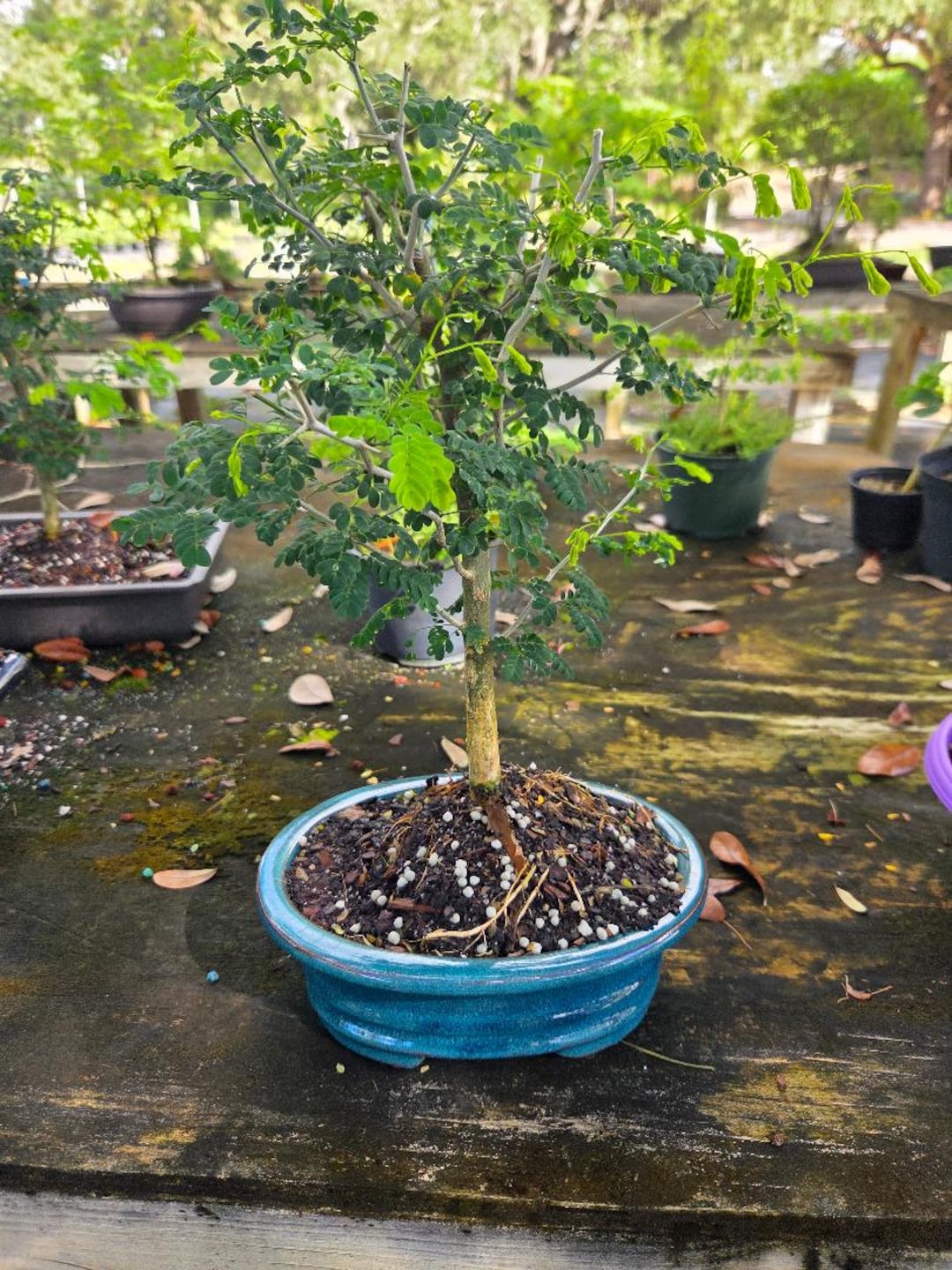 Dwarf Brazilian Raintree: Easy-care Indoor Plant (8 Inch Pot) - Etsy
