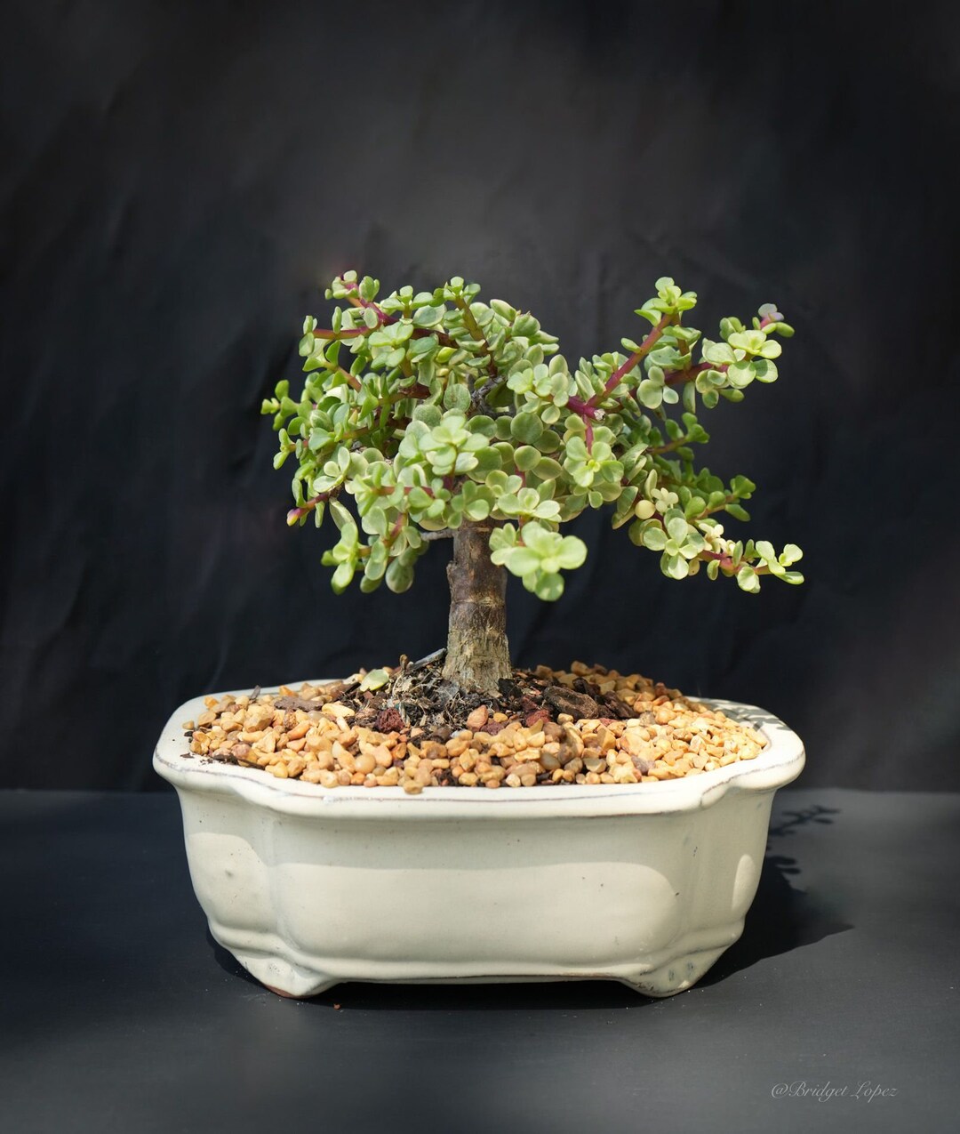 Lousbonsai Variegated Indoor Jade Bonsai Tree With Green and - Etsy
