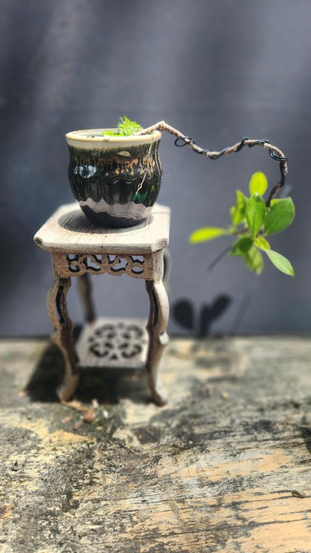 Dwarf Ficus Bonsai Tree as Shown Wired and Stand Included. Indoor ... Dwarf Ficus Bonsai Tree as Shown Wired and Stand Included. Indoor ...