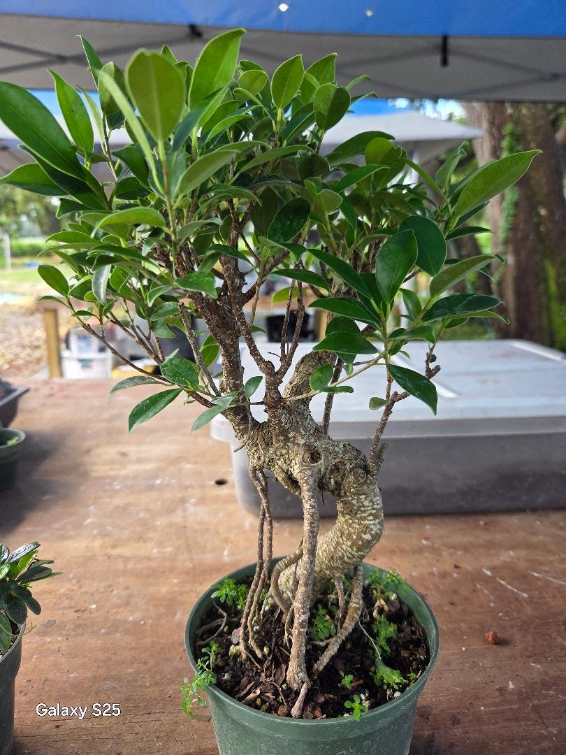 Beginner Friendly Banyan Bonsai Tree: Easy Care, Low Light - Etsy