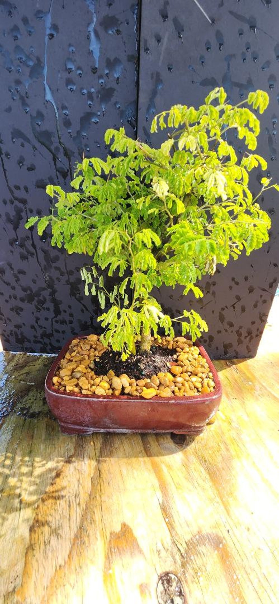 10 Year Old Brazilian Raintree Bonsai Tree Great For Indoors Etsy