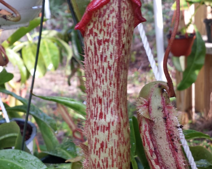 Miranda Pitcher Plant That Eats All the Annoying Flying Insects. Loves ...