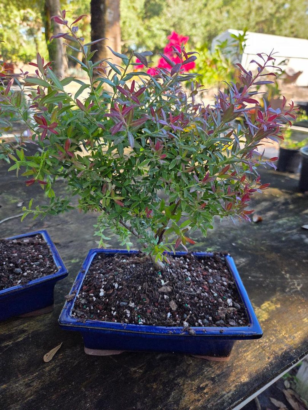 Dwarf Blueberry Bonsai Tree in 8-inch Glazed Pot - Etsy