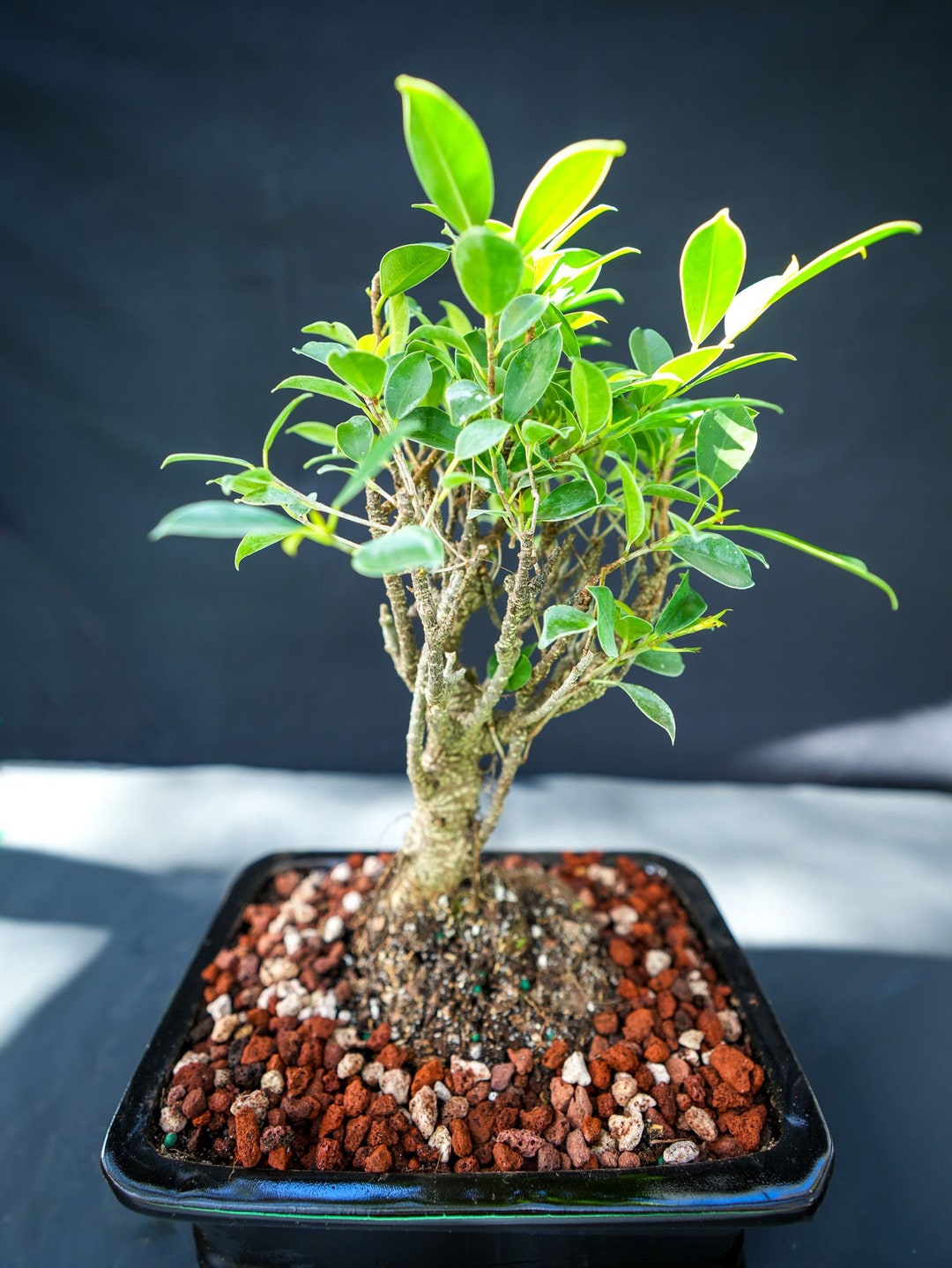 Lousbonsai Ficus Retusa Rare Straight Trunk With Banyan Roots Aerial ...