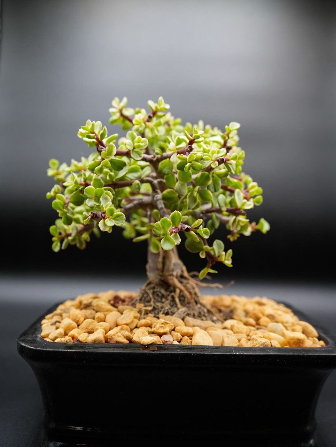 Variegated Dwarf Baby Jade Bonsai Tree. Easy to Care For. Lousbonsai - Etsy