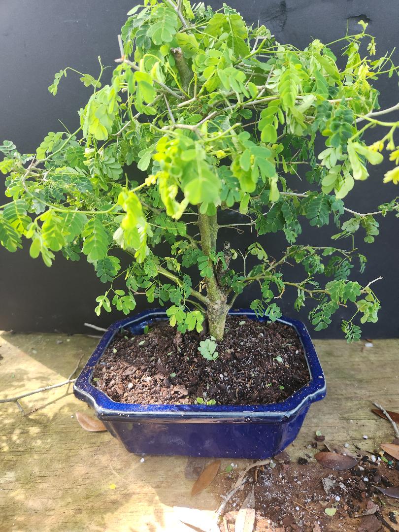 Dwarf Brazilian Raintree: Easy-care Indoor Plant (6 Inch Pot) - Etsy