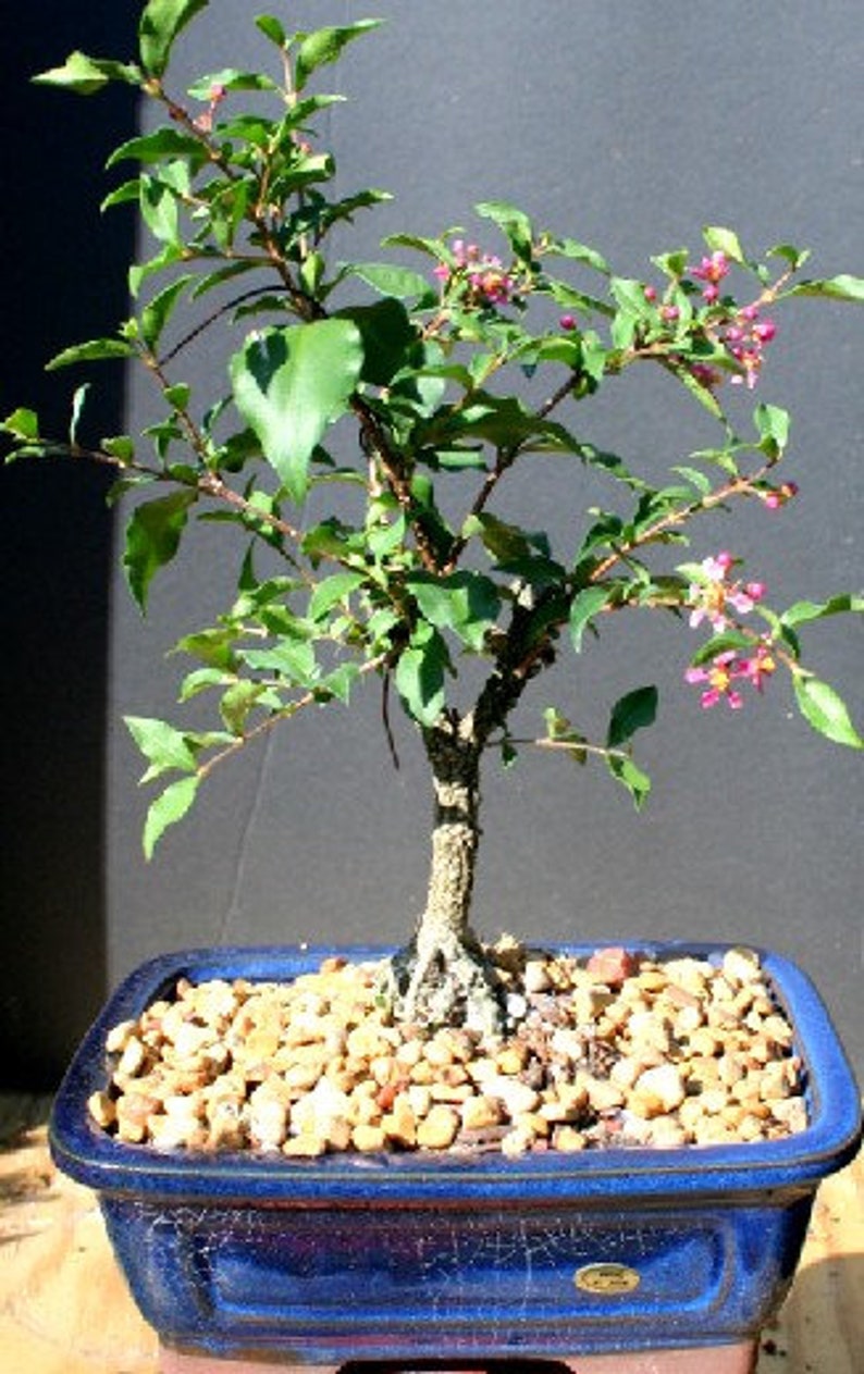 Dwarf Cherry Bonsai Tree: Pink Blooms, Edible Cherries - Etsy
