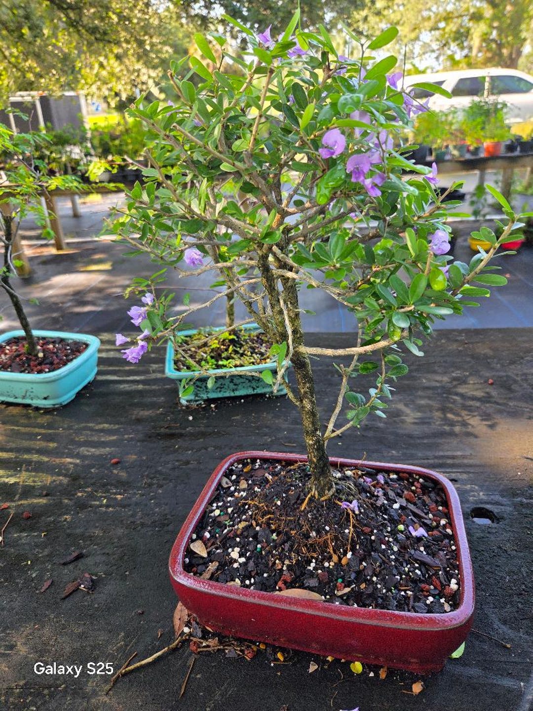 Blue Bell Bonsai Tree: Desmond Indoor Plant - Etsy