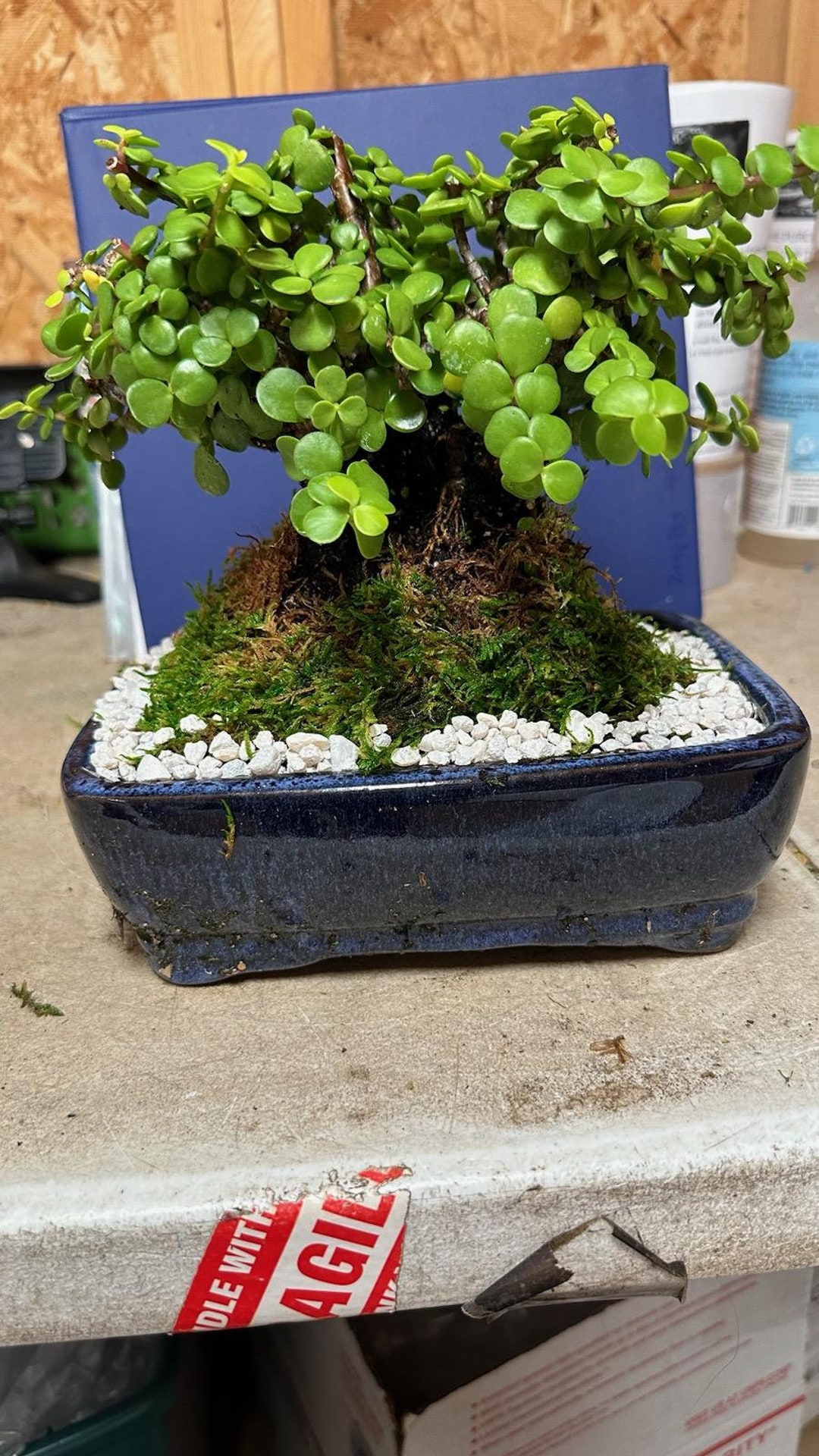 VERY RARE Green Yellow White Dwarf Jade Tree.. Pot Color Might Vary - Etsy