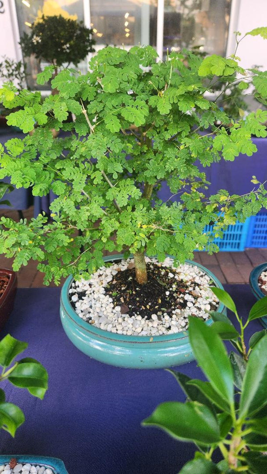 10 Year Old Brazilian Raintree Bonsai Tree Great for Indoors - Etsy