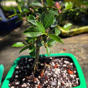 Lousbonsai.com Small Dwarf Flowering and Fruiting Cherry Bonsai Tree ...
