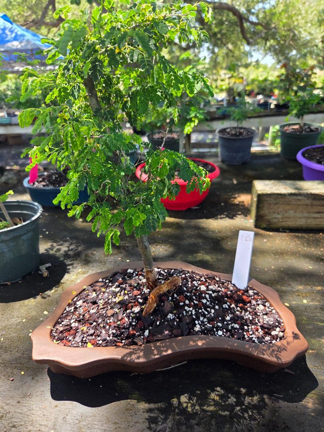 Brazilian Raintree Bonsai in 10-inch Forest Pot - Etsy