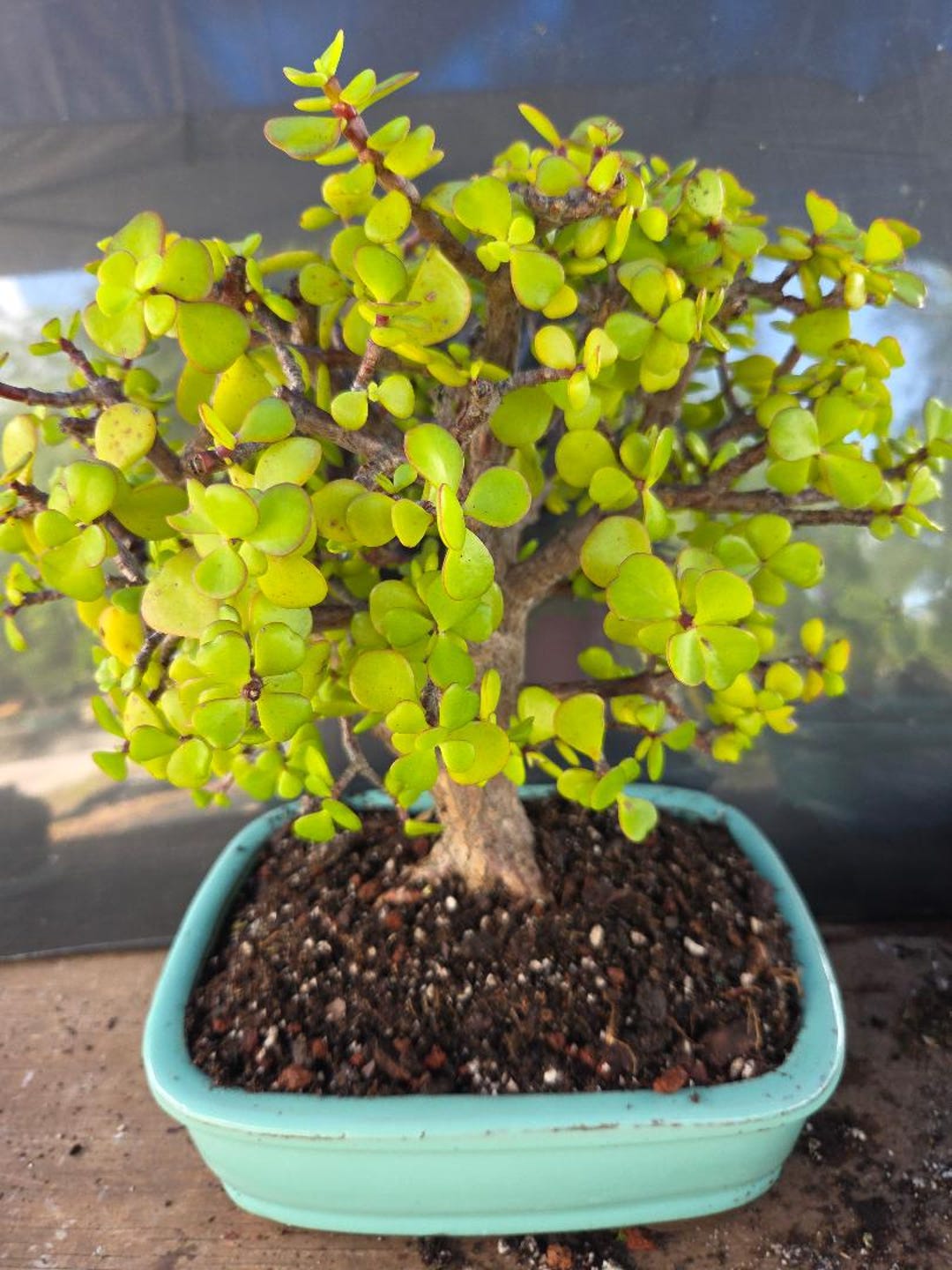 Dwarf Jade Indoor Bonsai Tree: Beginner Split Trunk Yellow Jade - Etsy