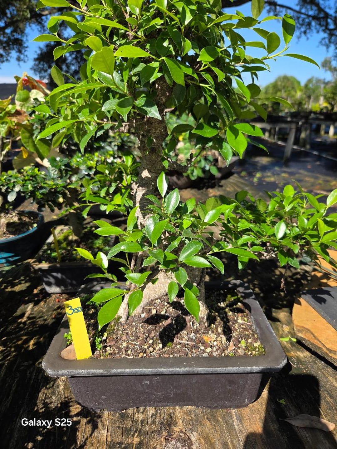 25ys Ficus Retusa Banyan Tree. .free Shipping. Much Large Then Appears ...